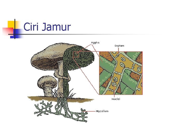 Fungi Jamur Ciri Jamur n Struktur dan Fungsi