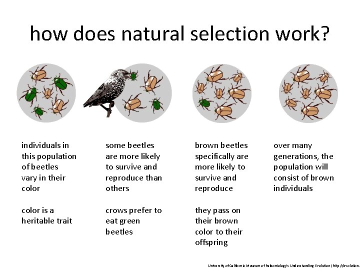 Do Now Bacillus thuringienses Bt bacteria produce a
