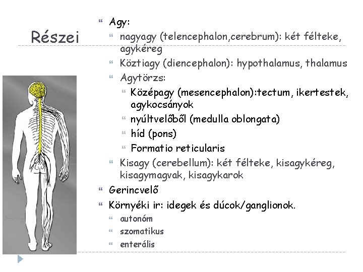 Neurobiology Introduction to neurosciences for Cognitive MSs Fony