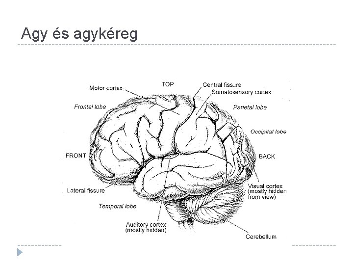 Neurobiology Introduction to neurosciences for Cognitive MSs Fony