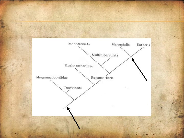 EVOLUTION OF THE MARSUPIALS Biology 11 Mr Hill