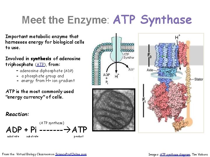 About Science Prof Online Power Point Resources Science