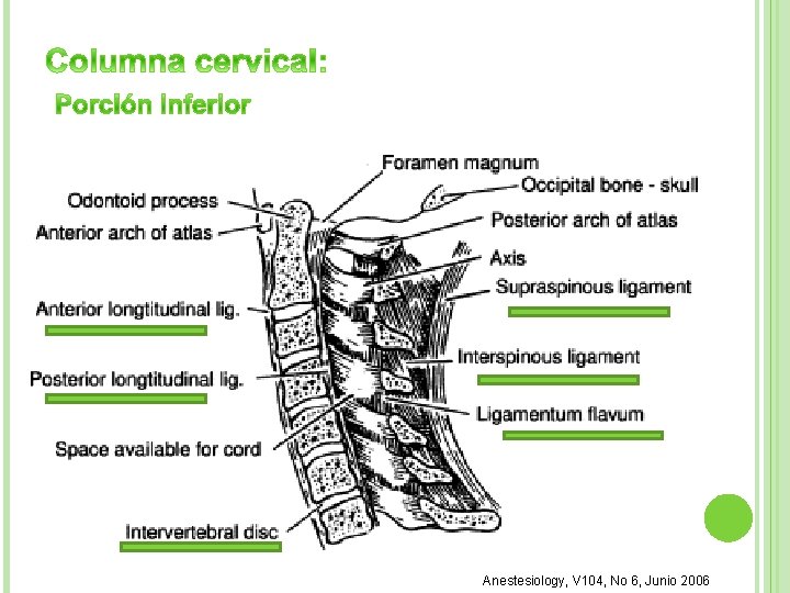 MANEJO DE LA VA AREA EN EL ADULTO
