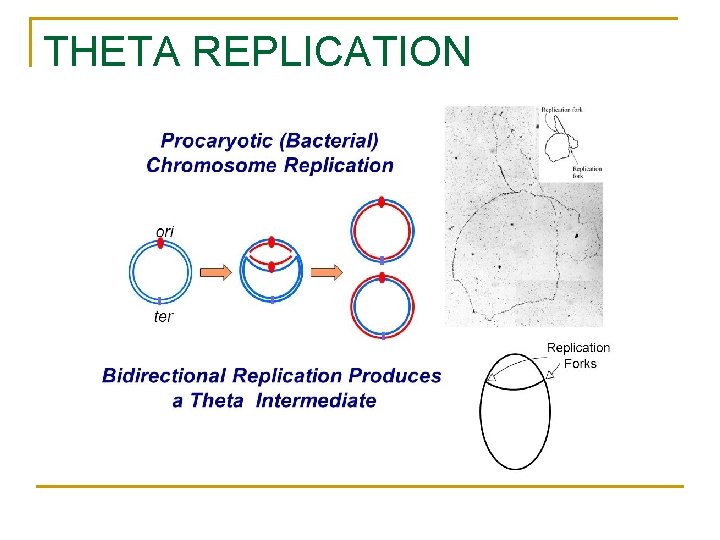 MOLECULAR GENETICS How is a gene different from