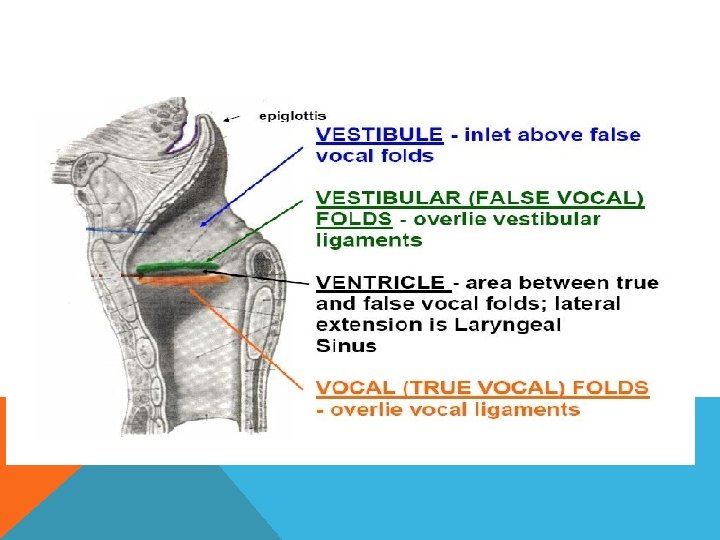 ANATOMY OF LARYNX AND TRACHEOBRONCHIAL TREE Dr Mukesh