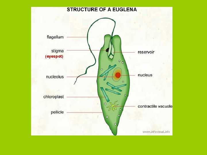 Kingdom Protista Most diverse kingdom Characteristics Eukaryotic has