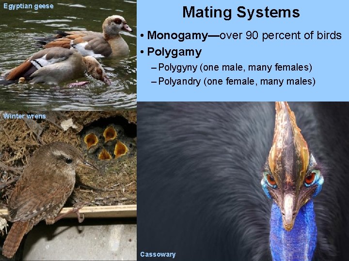 Bird Characteristics Feathers Endothermic Eggs with hard shell