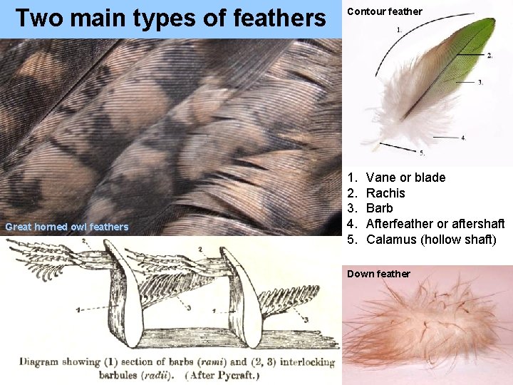 Bird Characteristics Feathers Endothermic Eggs with hard shell