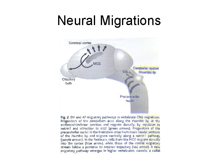 Brain Development Lecture 7 PSY 391 S John