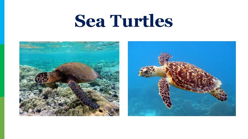 Sea Turtles Sea Turtle Facts Size Big Some