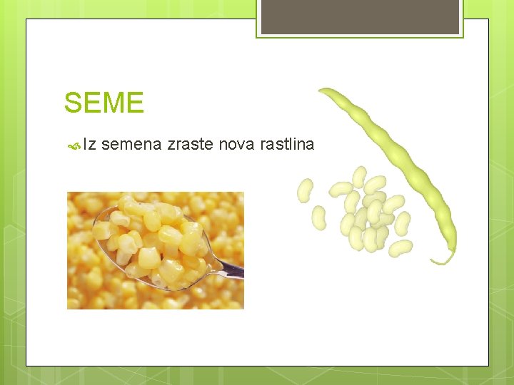 ZUNANJA ZGRADBA RASTLIN Rastline se med seboj zelo