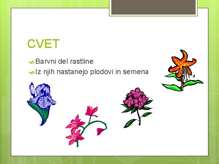 ZUNANJA ZGRADBA RASTLIN Rastline se med seboj zelo