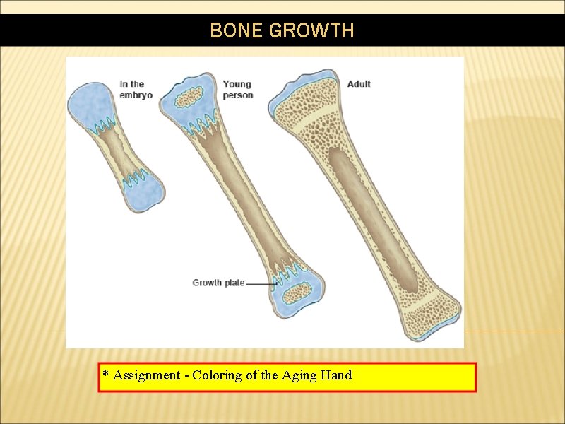 SKELETAL SYSTEM FUN FACTS ABOUT BONES Bone is