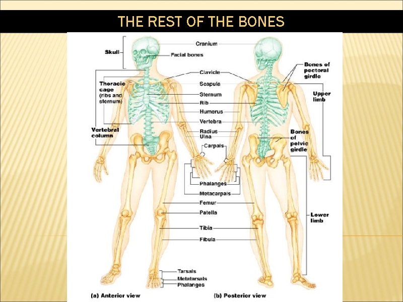 SKELETAL SYSTEM FUN FACTS ABOUT BONES Bone is
