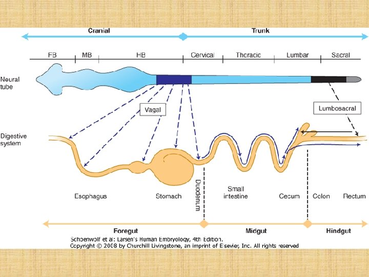 Entwicklung und Derivate der Neuralleiste und des Plakodektoderms
