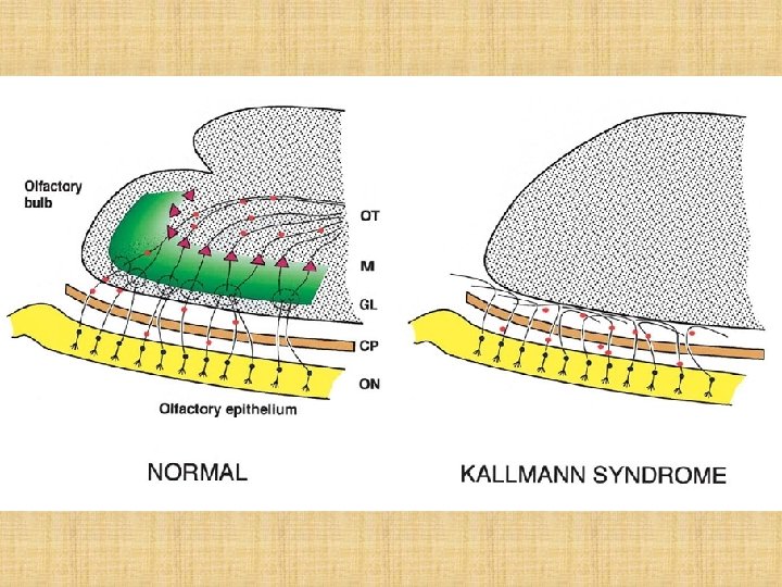Entwicklung und Derivate der Neuralleiste und des Plakodektoderms