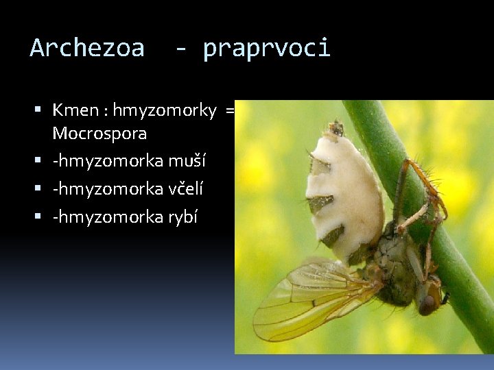 2009 HCl PRVOCI PROTOZOA PROTISTA Prvoci obecn e