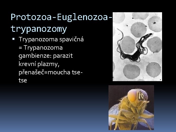 2009 HCl PRVOCI PROTOZOA PROTISTA Prvoci obecn e
