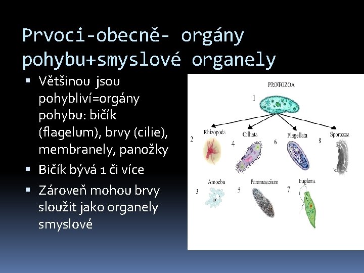2009 HCl PRVOCI PROTOZOA PROTISTA Prvoci obecn e