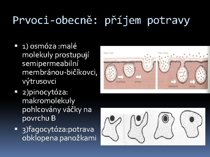 2009 HCl PRVOCI PROTOZOA PROTISTA Prvoci obecn e