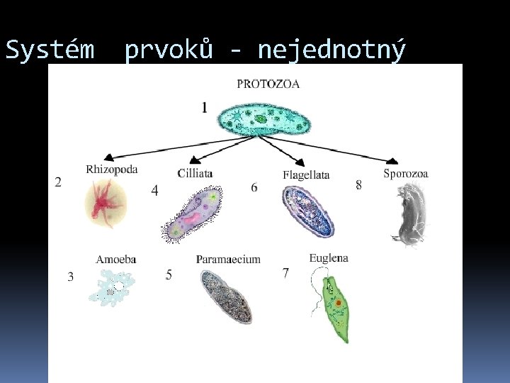2009 HCl PRVOCI PROTOZOA PROTISTA Prvoci obecn e