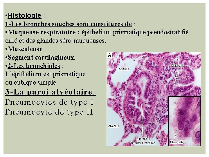 LES TUMEURS BRONCHOPULMONAIRES Pr L BEDDAR INTRODUCTIONDFINITION Le