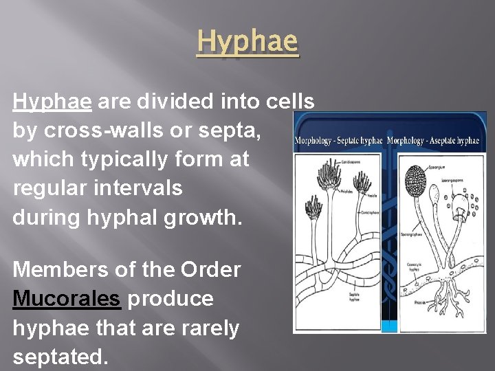 Pathology 3 rd Year MBBS MC Mirpur AK