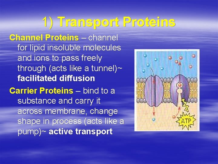 The Plasma Membrane Cells Chapter 7 FluidMosaic Model