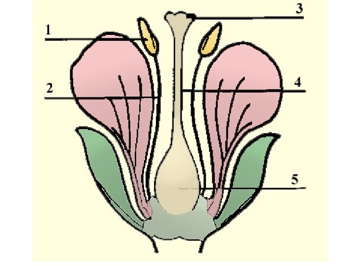 Cooksonia pertoni with sporangia Shrewsbury England Upper Silurian