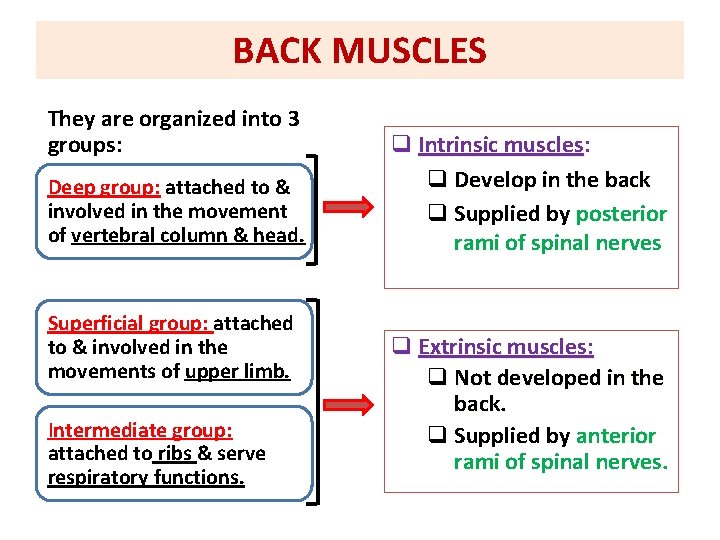 MUSCLES OF BACK By Prof Ahmed Fathalla Dr