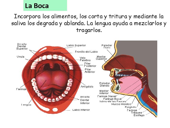 Cmo integramos los nutrientes PARA QUE NOS ALIMENTAMOS