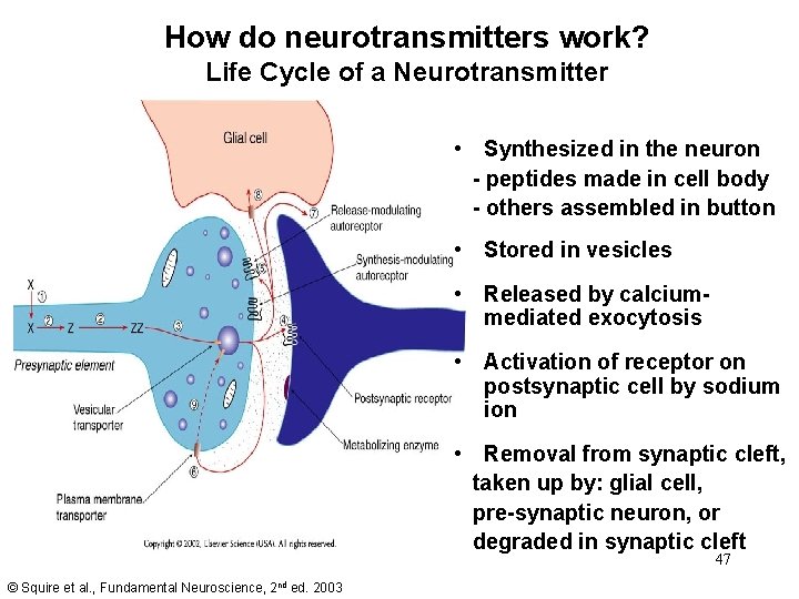 Neurochemistry October 25 2013 Chapter 12 472 473