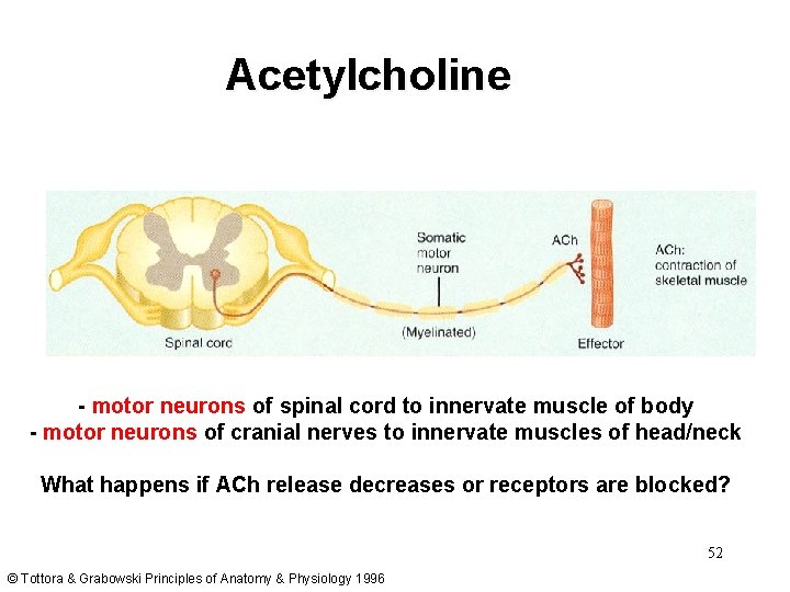 Neurochemistry October 25 2013 Chapter 12 472 473