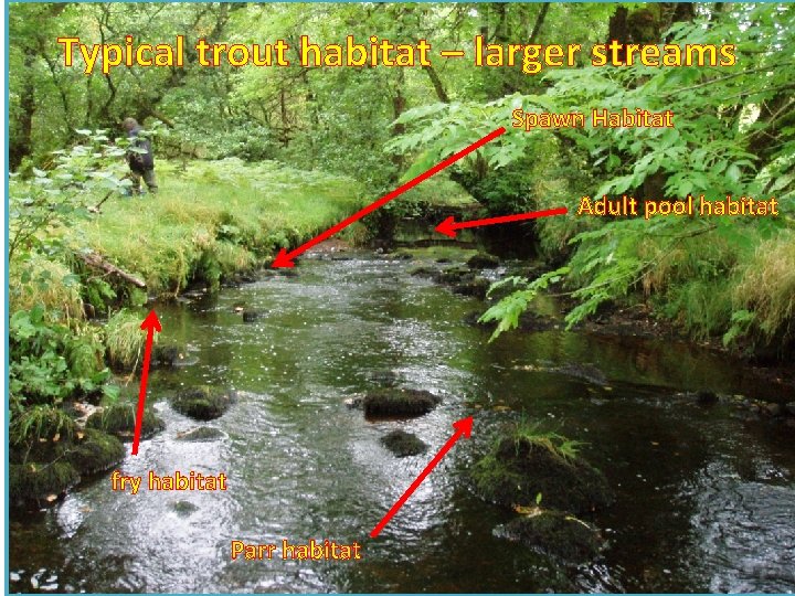 Salmonid Fish Habitat Applications of habitat data to