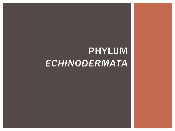 PHYLUM ECHINODERMATA PHYLUM ECHINODERMATA Characteristics Endoskeleton ...