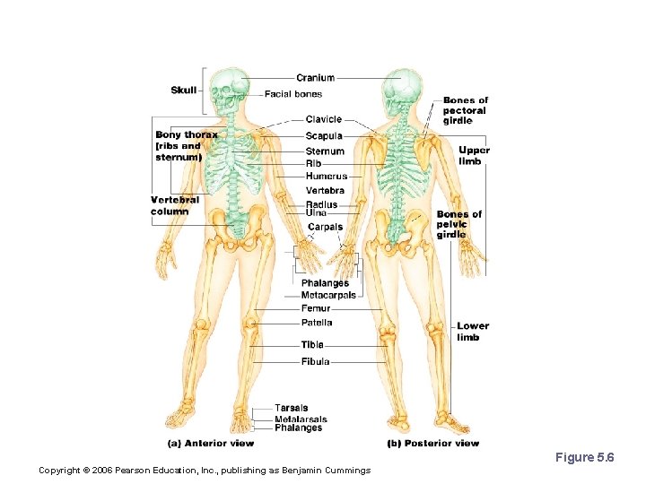 5 The Skeletal System PART B Power Point
