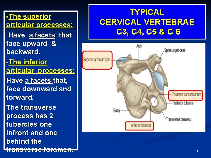 CERVICAL VERTEBRAE Prof Saeed Abuel Makarem Dr Sanaa
