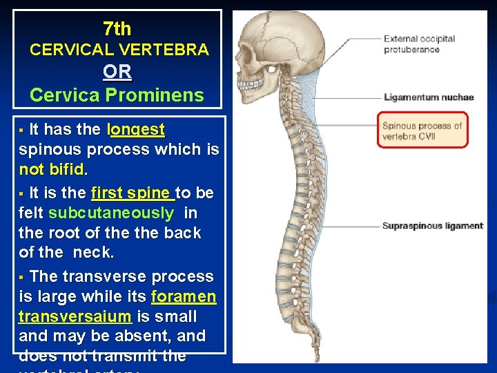CERVICAL VERTEBRAE Prof Saeed Abuel Makarem Dr Sanaa