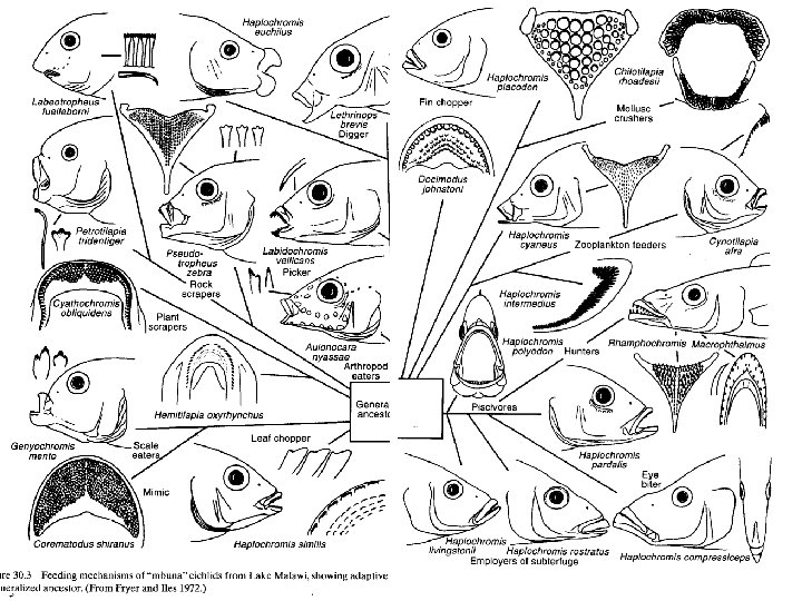 Freshwater Fishes Freshwater communities Temperate Streams Temperate Lakes