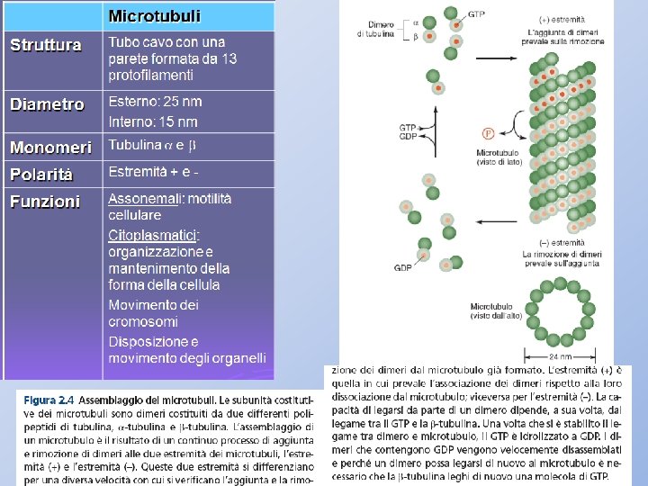 Capitolo 2 Il ruolo delle cellule nello sviluppo