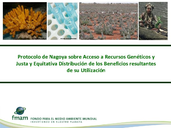 Convenio sobre la Diversidad Biolgica Una dcada de