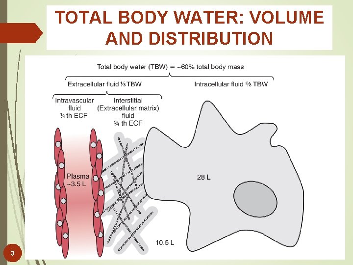 Disorders of Water Electrolytes Acid Base Metabolism Lecture