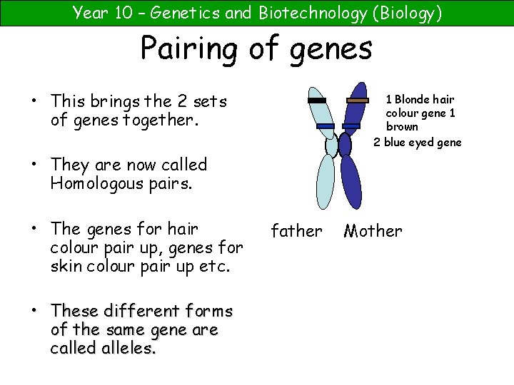 Year 10 Genetics and Biotechnology Biology Variation Survey