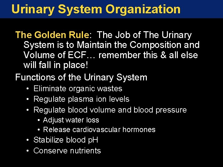 Urinary System Organization The Golden Rule The Job