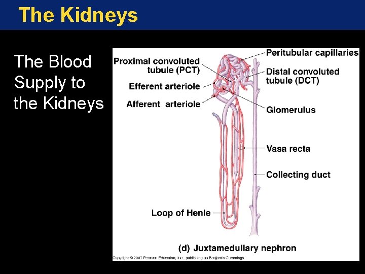 Urinary System Organization The Golden Rule The Job