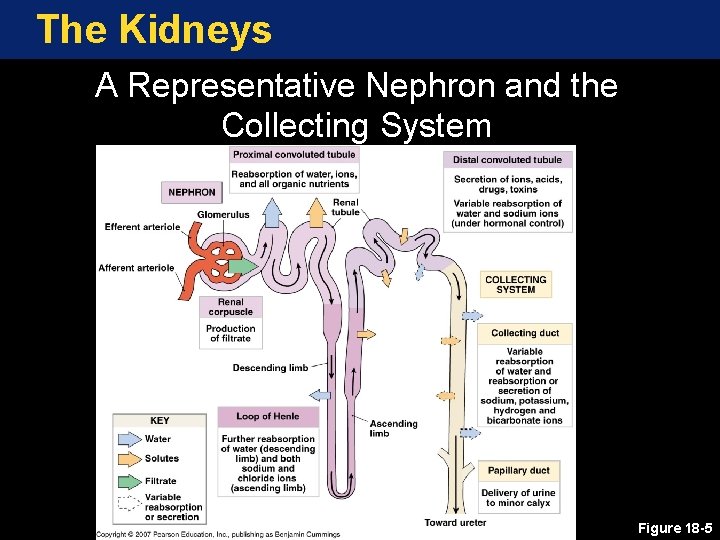 Urinary System Organization The Golden Rule The Job