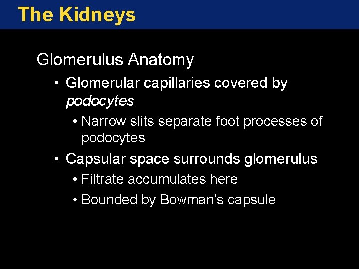 Urinary System Organization The Golden Rule The Job