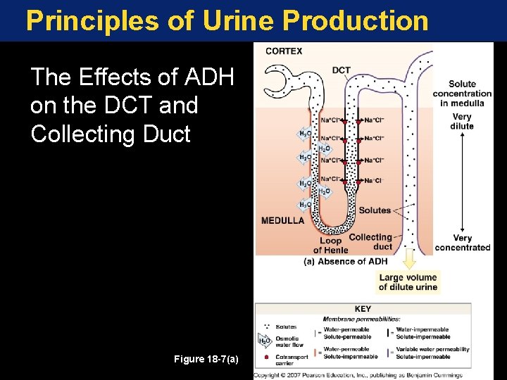 Urinary System Organization The Golden Rule The Job