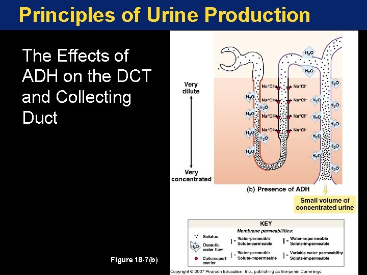 Urinary System Organization The Golden Rule The Job