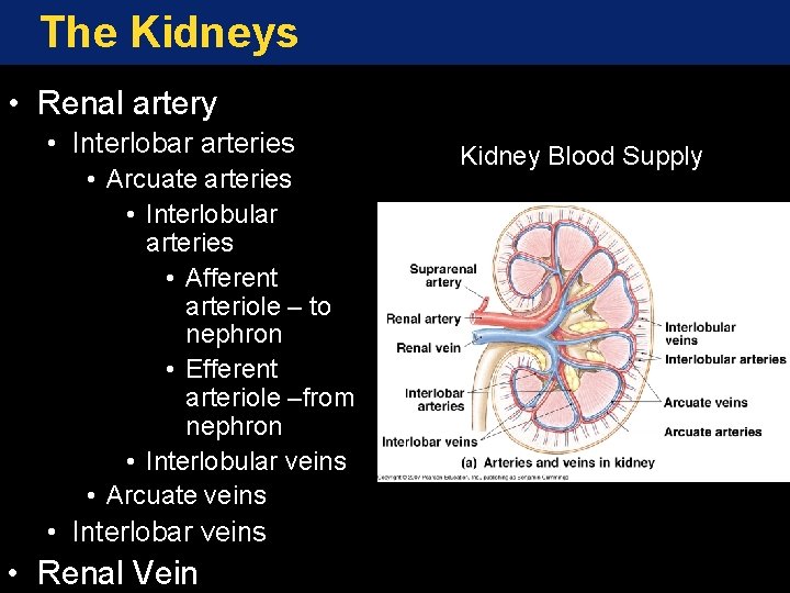Urinary System Organization The Golden Rule The Job